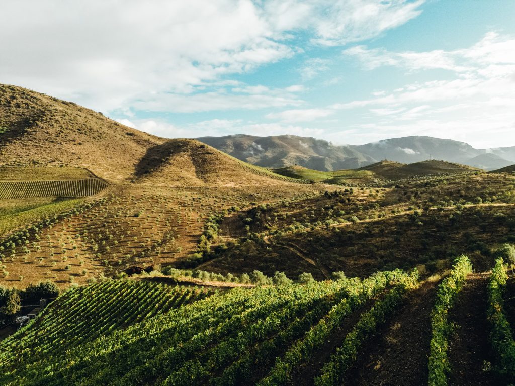 Casa Ferreirinha dá palco a castas raras da Região do Douro – Sogrape ...